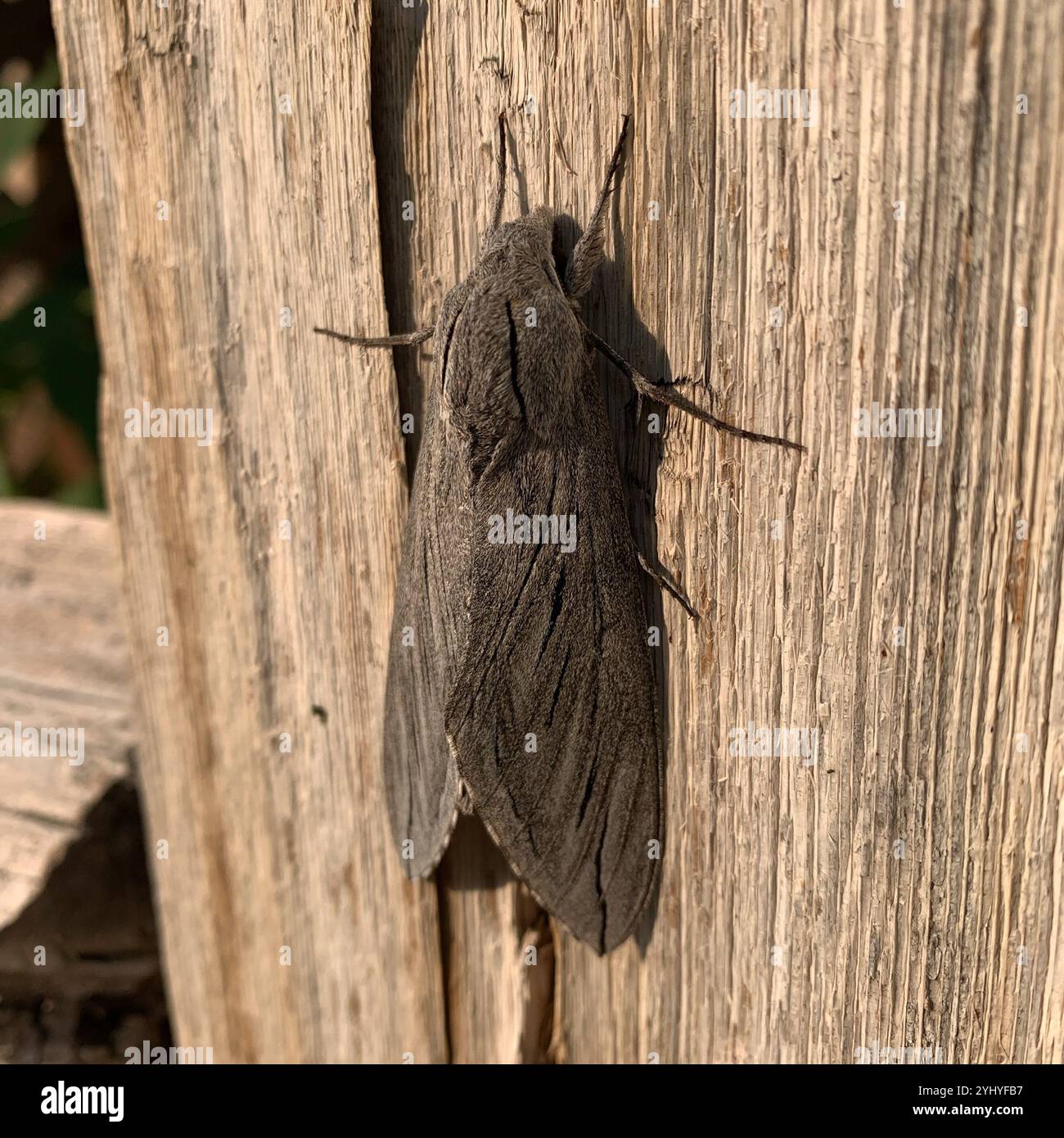 Ash sphinx hi-res stock photography and images - Alamy