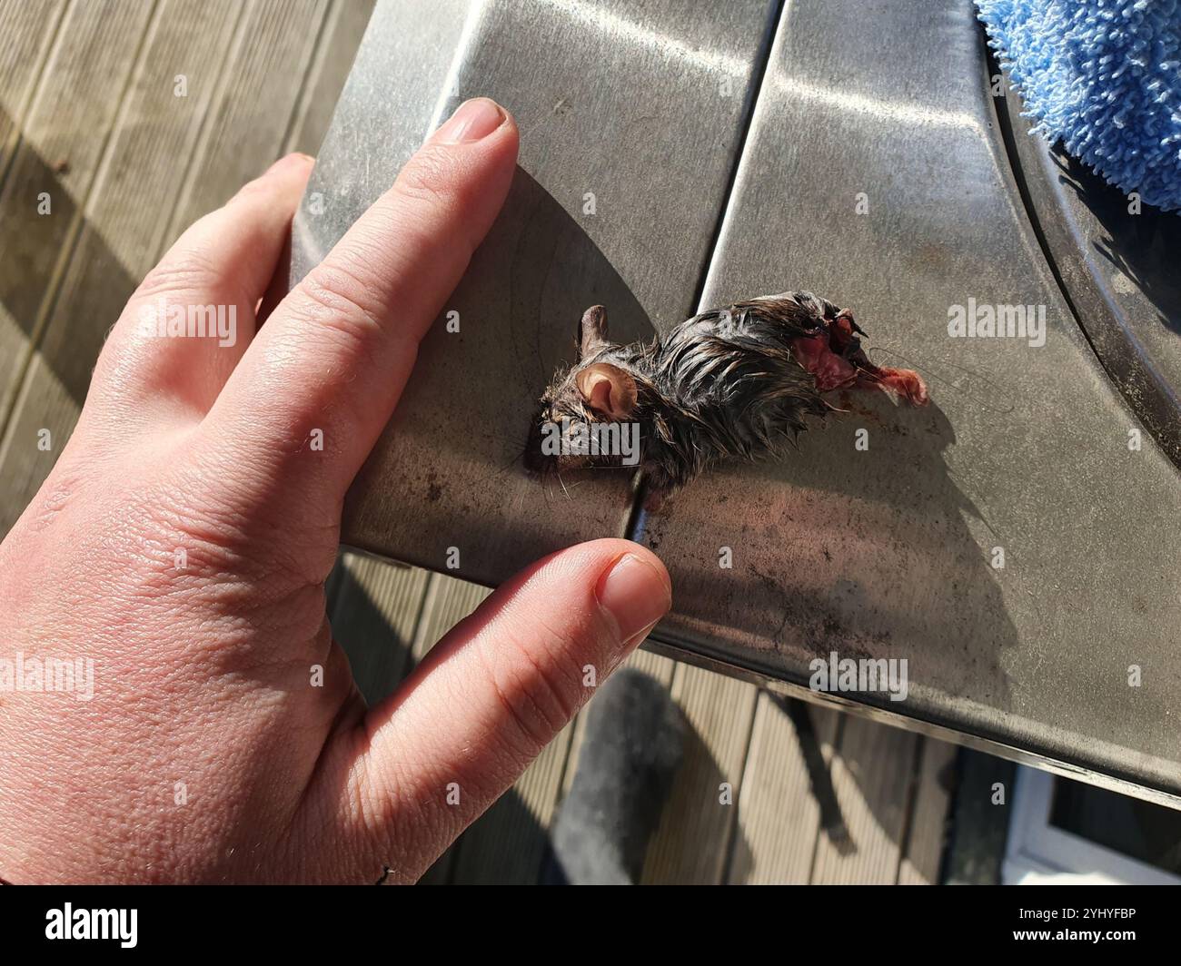 Old World Mice and Rats (Muridae Stock Photo - Alamy