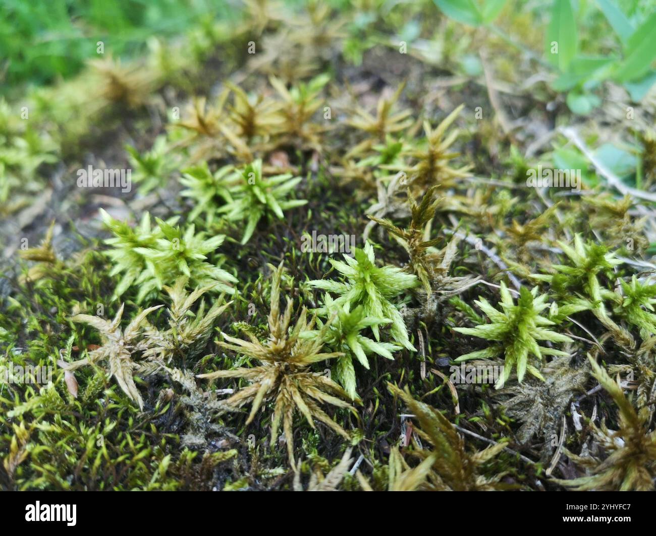 Climacium dendroides climacium dendroides hi-res stock photography and ...