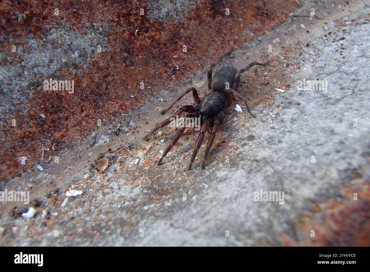 White-tailed Spiders (Lampona Stock Photo - Alamy