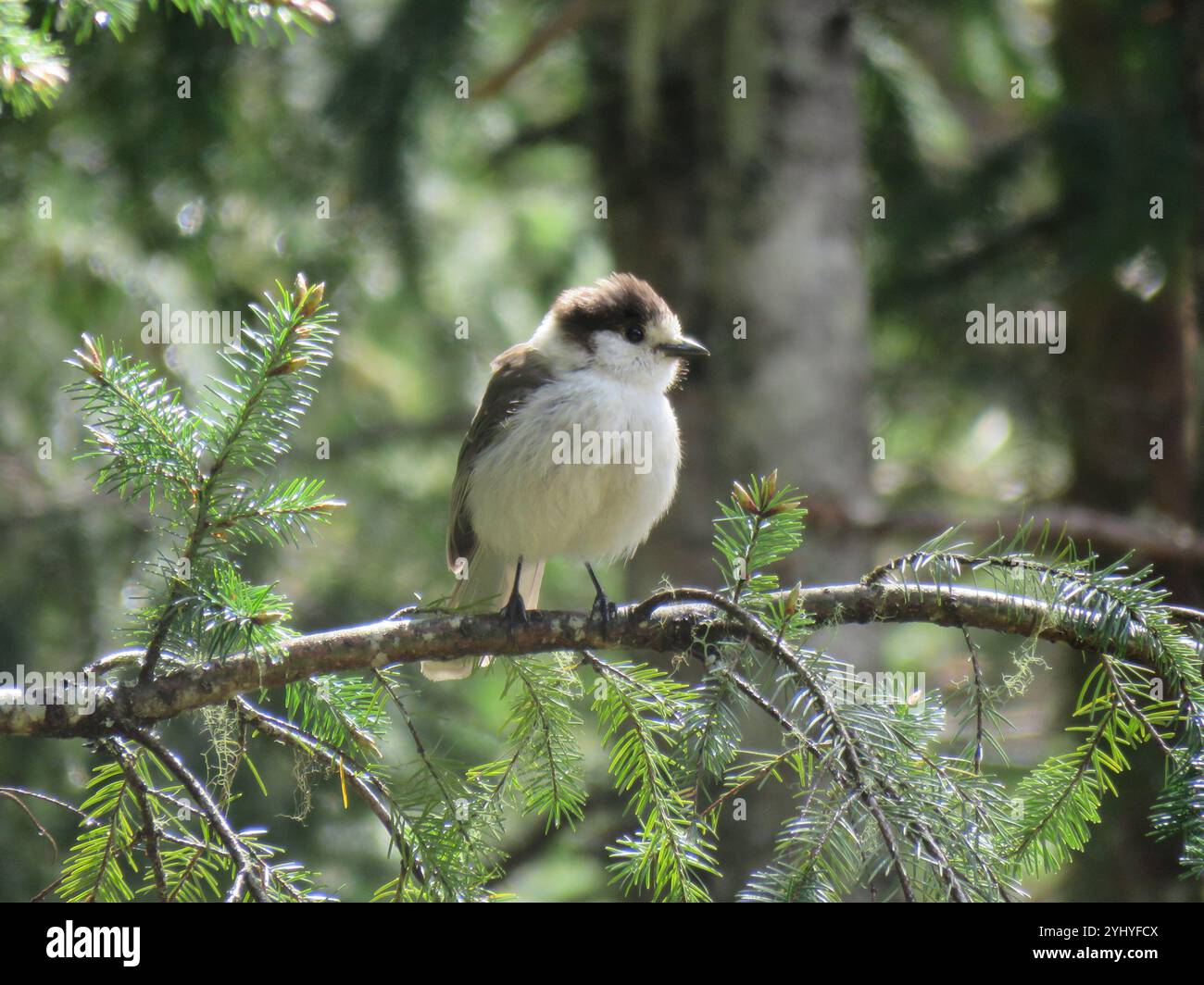 Canada Jay (Perisoreus canadensis Stock Photo - Alamy