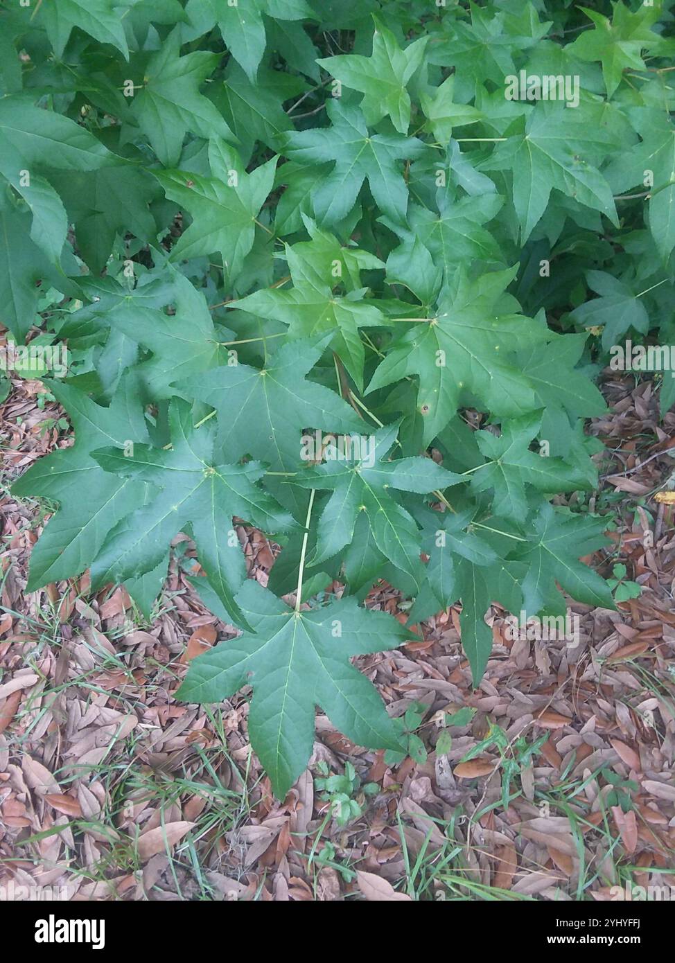 American sweetgum (Liquidambar styraciflua Stock Photo - Alamy