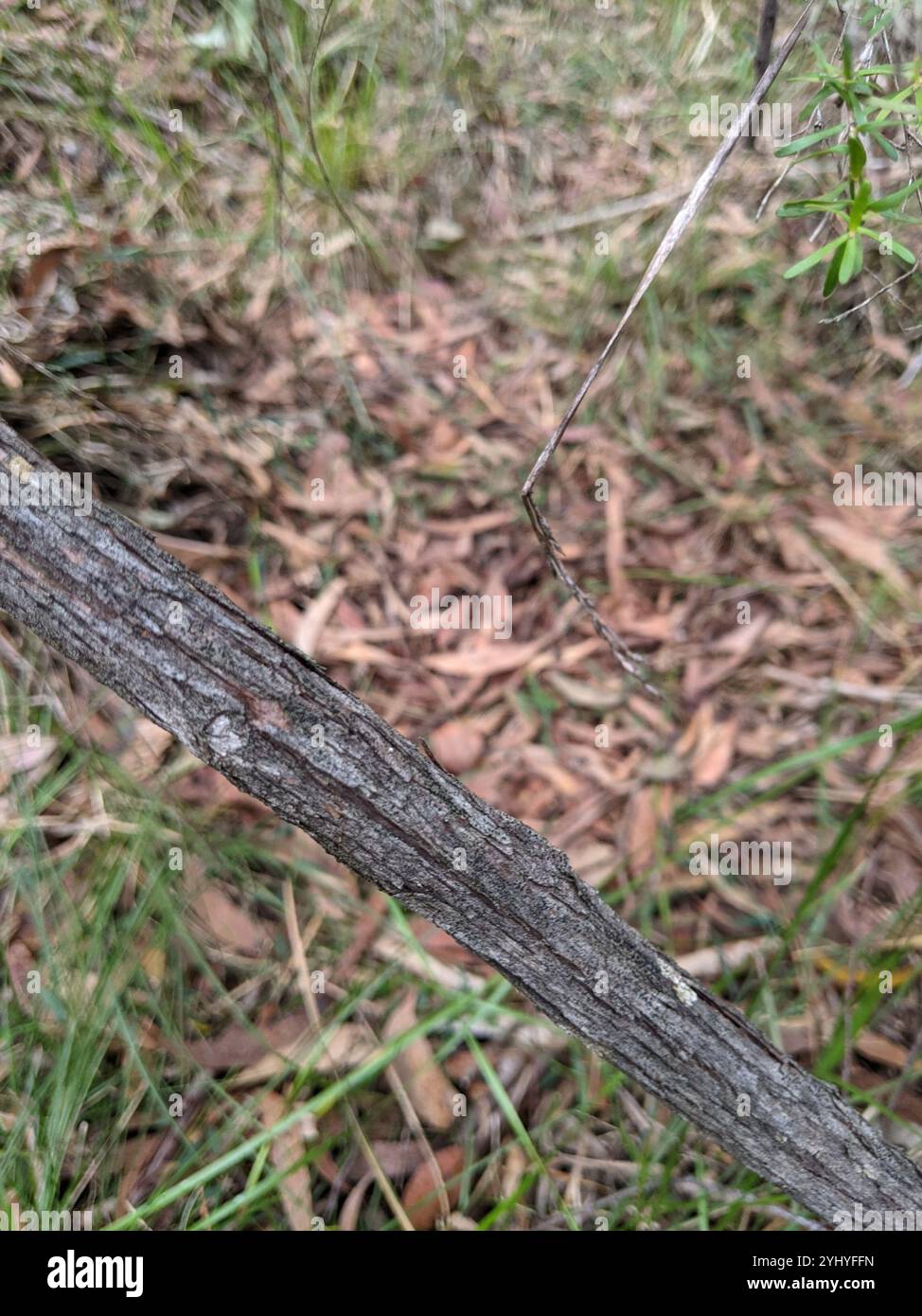 Polygalifolium hi-res stock photography and images - Alamy