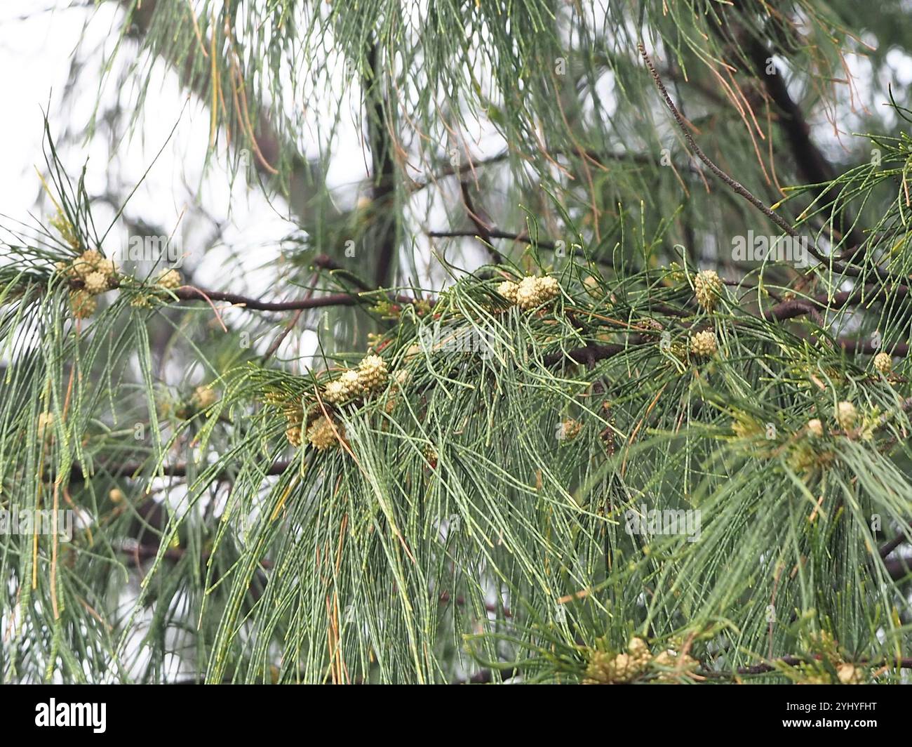 Beach Sheoak (Casuarina equisetifolia Stock Photo - Alamy