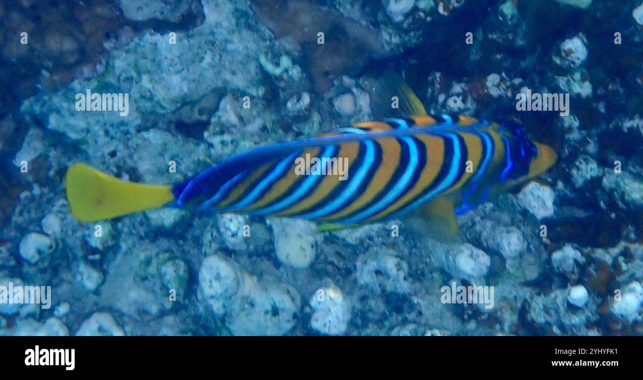 Regal Angelfish (Pygoplites diacanthus Stock Photo - Alamy