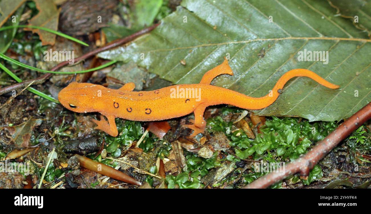 Eastern Newt (Notophthalmus viridescens Stock Photo - Alamy