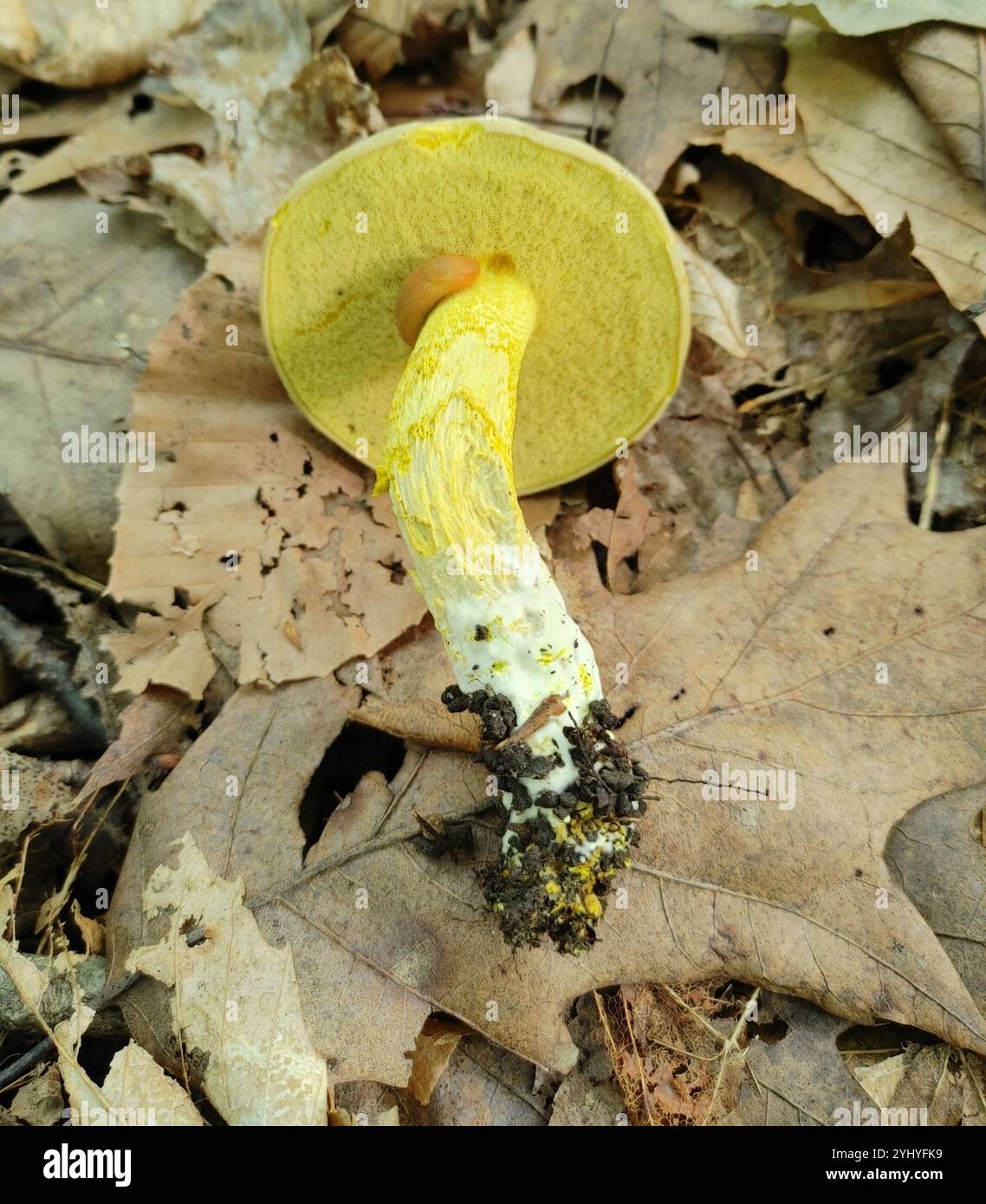Ornate-stalked bolete (Retiboletus ornatipes Stock Photo - Alamy