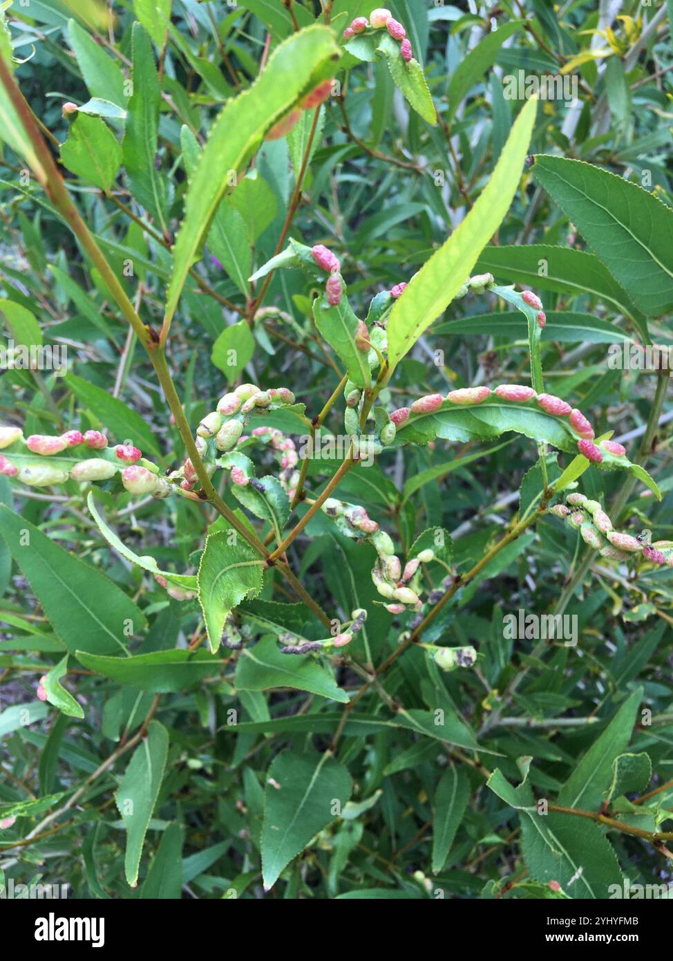 Aculus tetanothrix hi-res stock photography and images - Alamy