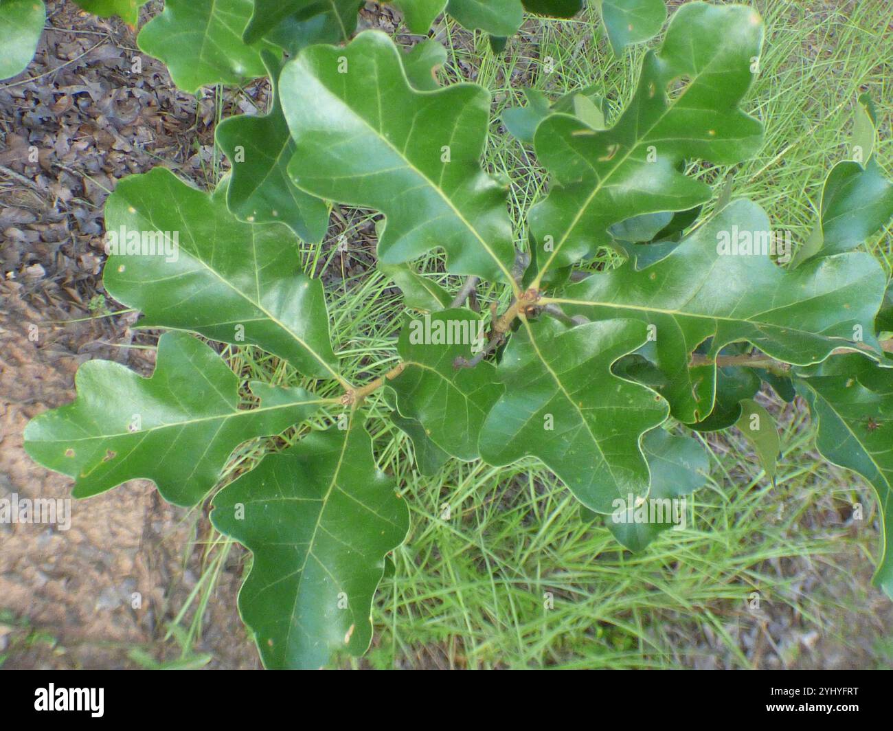 sand post oak (Quercus margaretiae Stock Photo - Alamy