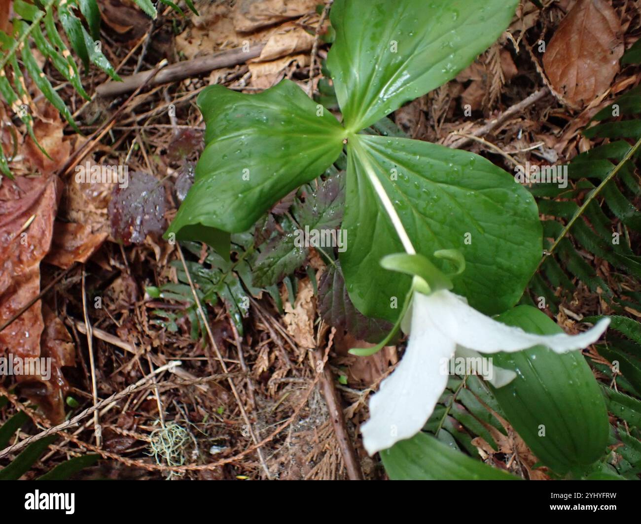 Pacific trillium (Trillium ovatum Stock Photo - Alamy