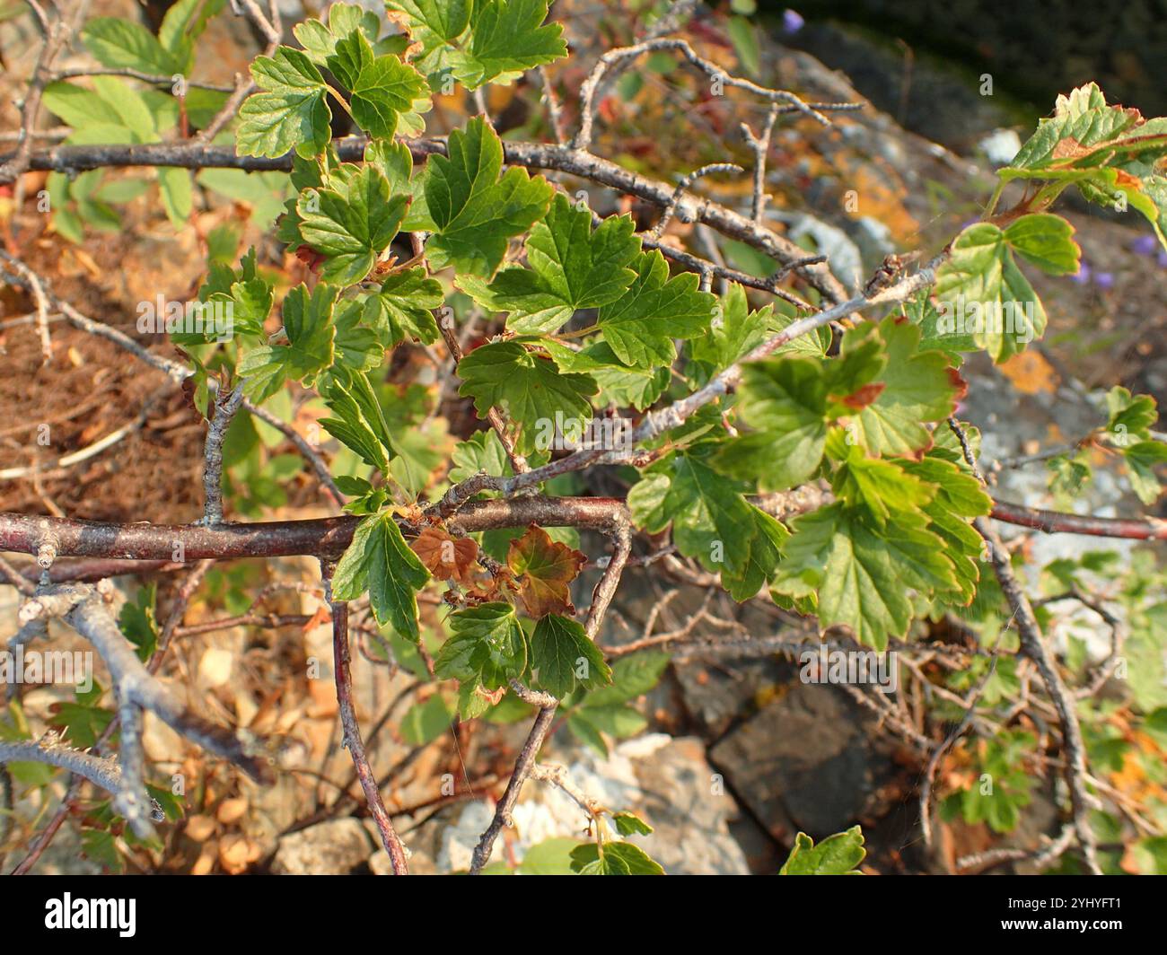 Canadian gooseberry hi-res stock photography and images - Alamy