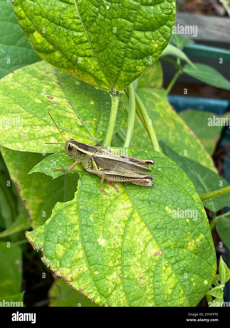 Two-striped Grasshopper (Melanoplus bivittatus Stock Photo - Alamy