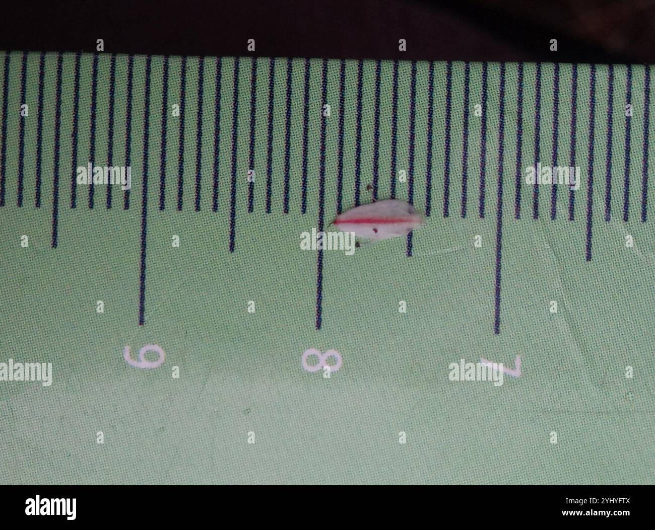 Turkish stonecrop (Sedum pallidum Stock Photo - Alamy