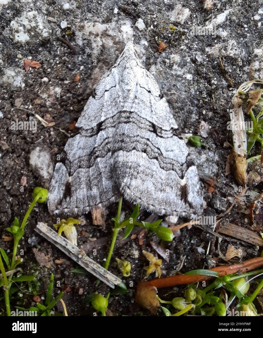 Treble Bar (Aplocera plagiata Stock Photo - Alamy