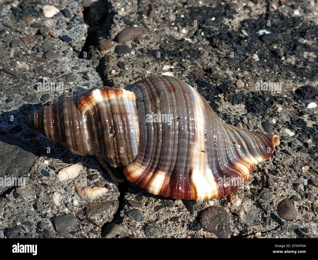 Common Hairy Triton Snail (Monoplex pilearis Stock Photo - Alamy