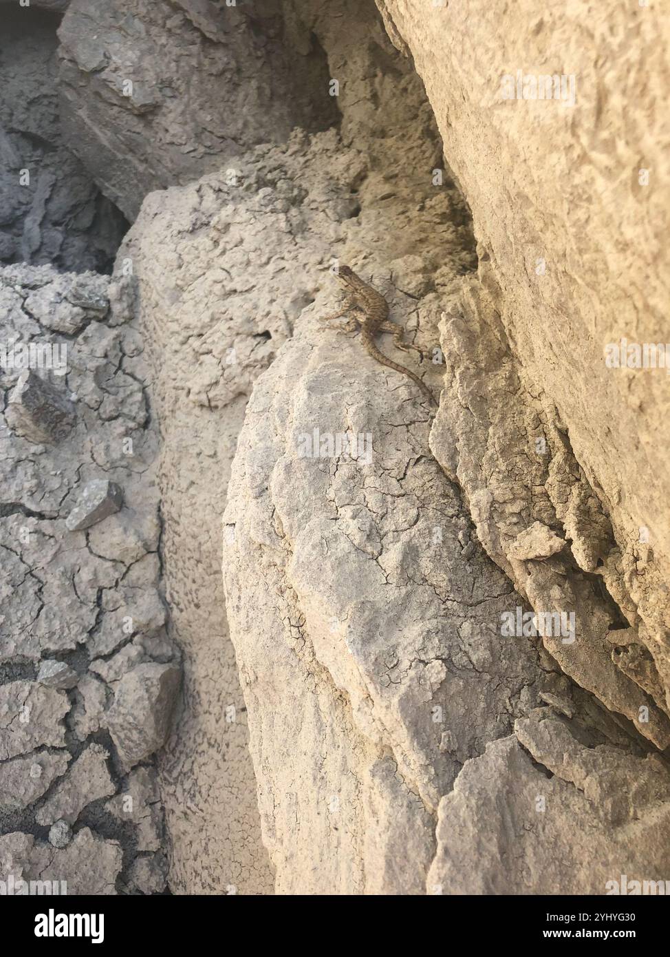 Plateau Fence Lizard (Sceloporus tristichus Stock Photo - Alamy