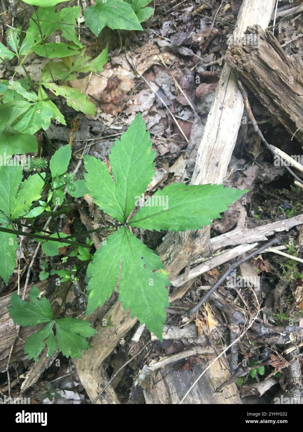 Black Snakeroot (Sanicula canadensis Stock Photo - Alamy