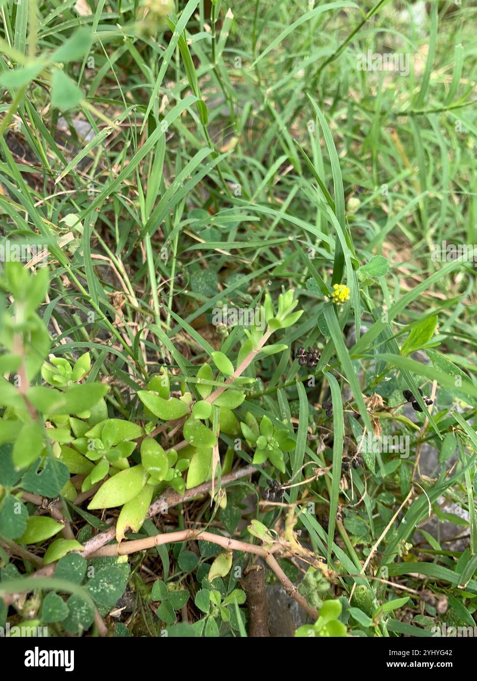 Stringy Stonecrop (Sedum sarmentosum Stock Photo - Alamy