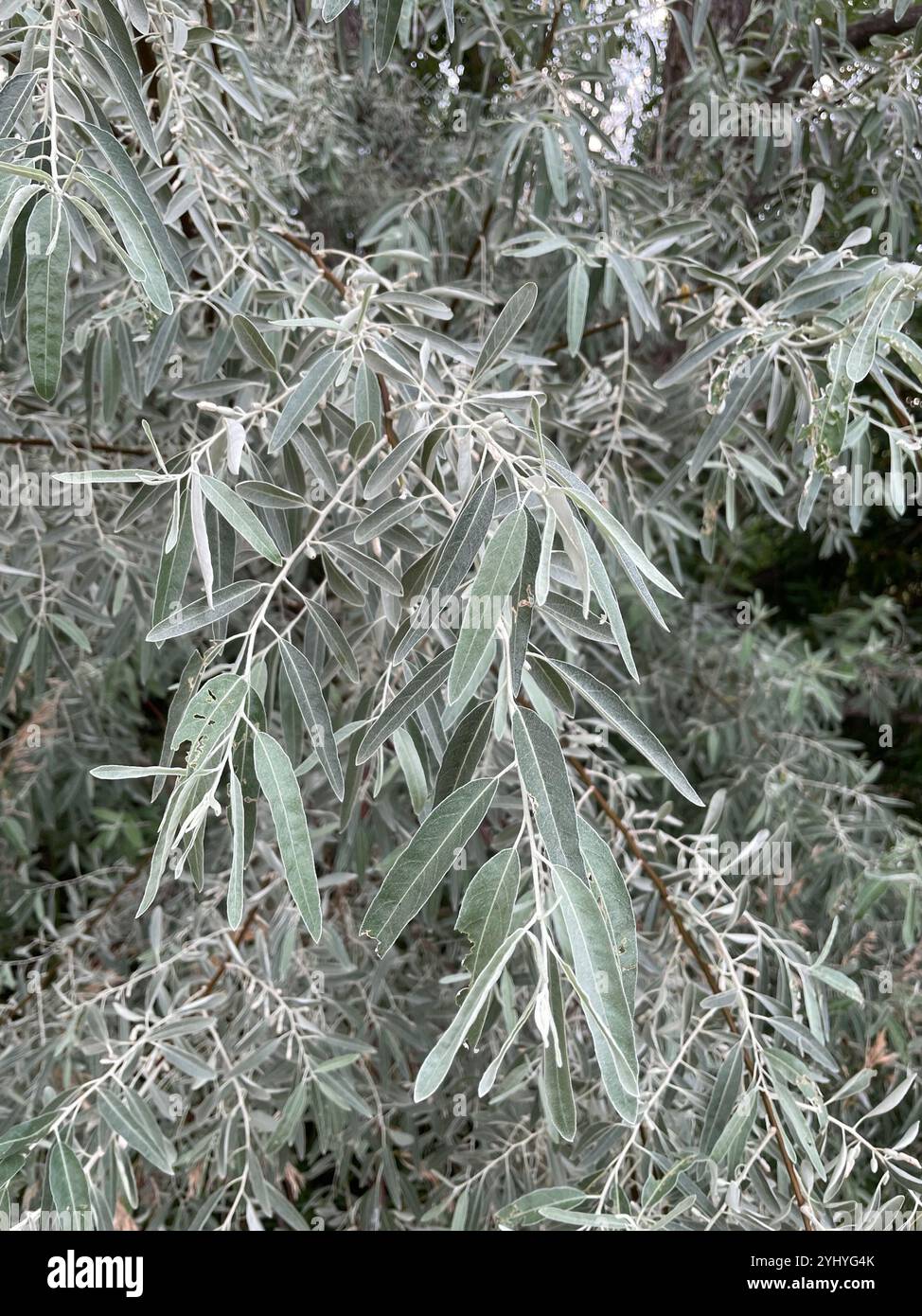 Russian olive (Elaeagnus angustifolia Stock Photo - Alamy