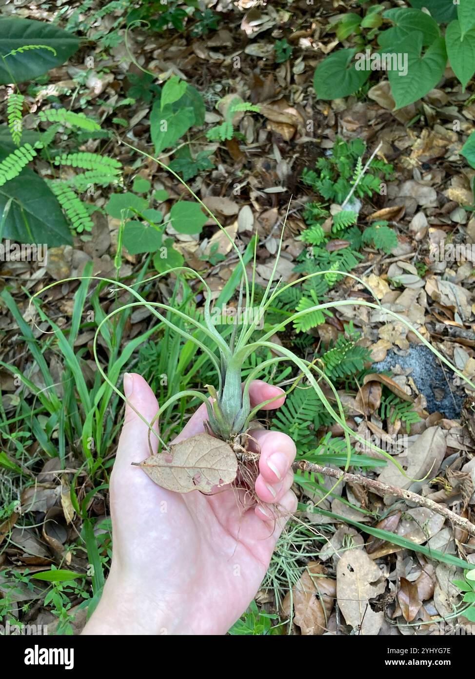 Balbis' airplant (Tillandsia balbisiana Stock Photo - Alamy