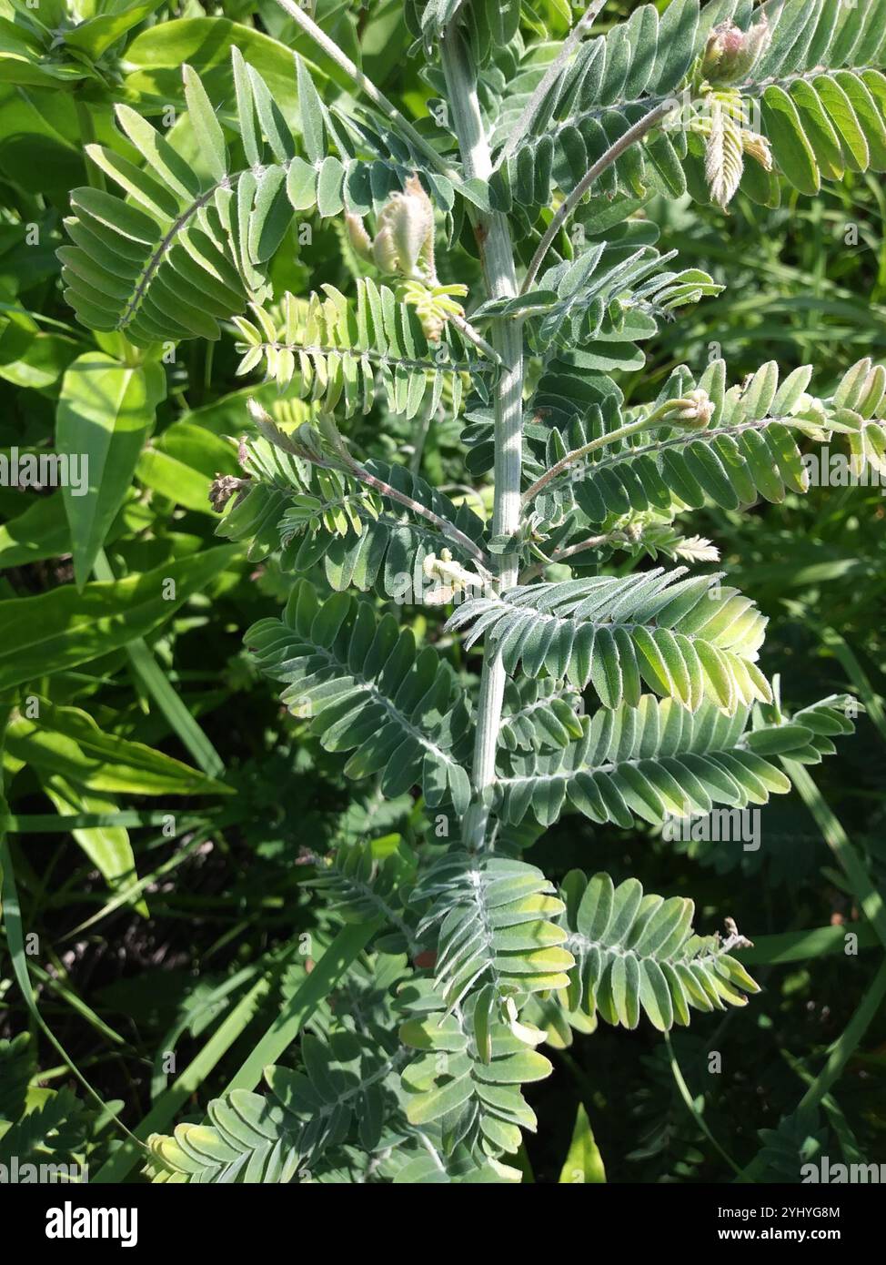 leadplant (Amorpha canescens Stock Photo - Alamy