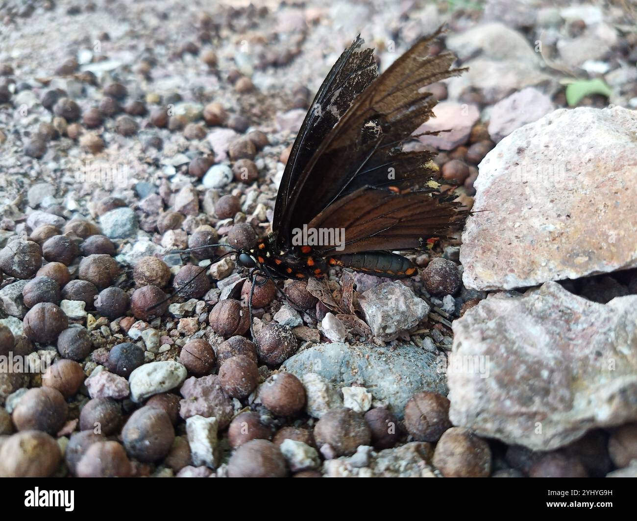 Polydamas battus hi-res stock photography and images - Alamy