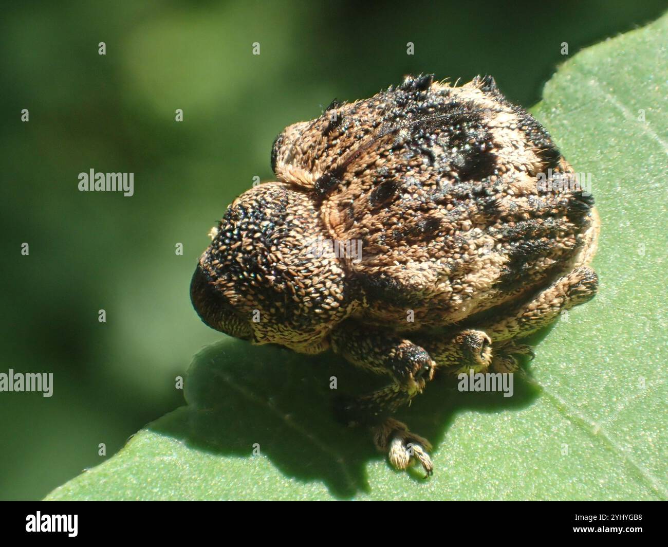 Desmidophorus hi-res stock photography and images - Alamy