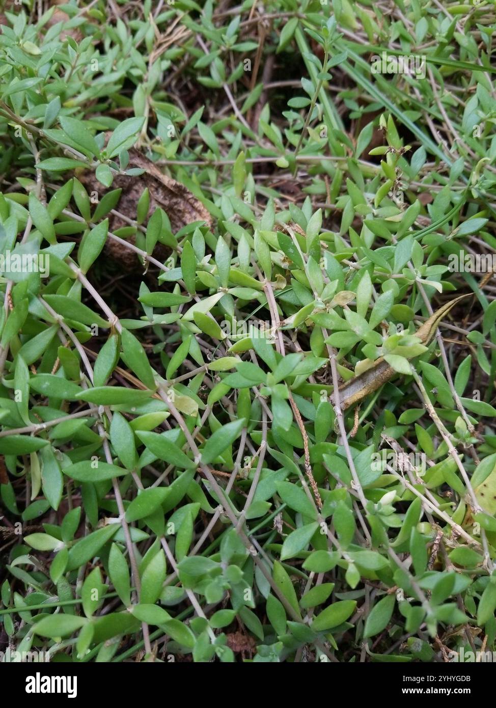 Stringy Stonecrop (Sedum sarmentosum Stock Photo - Alamy