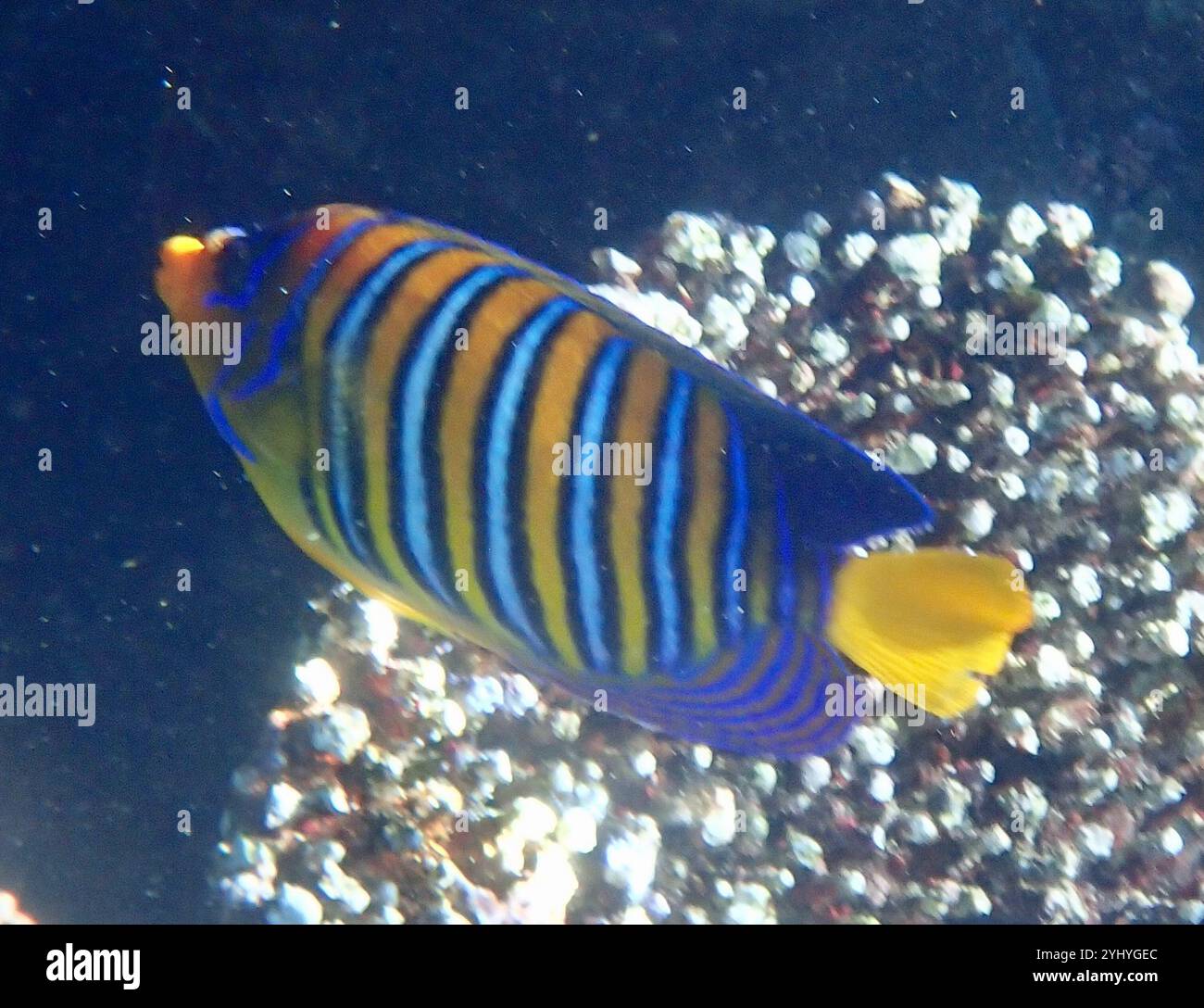 Regal Angelfish (Pygoplites diacanthus Stock Photo - Alamy
