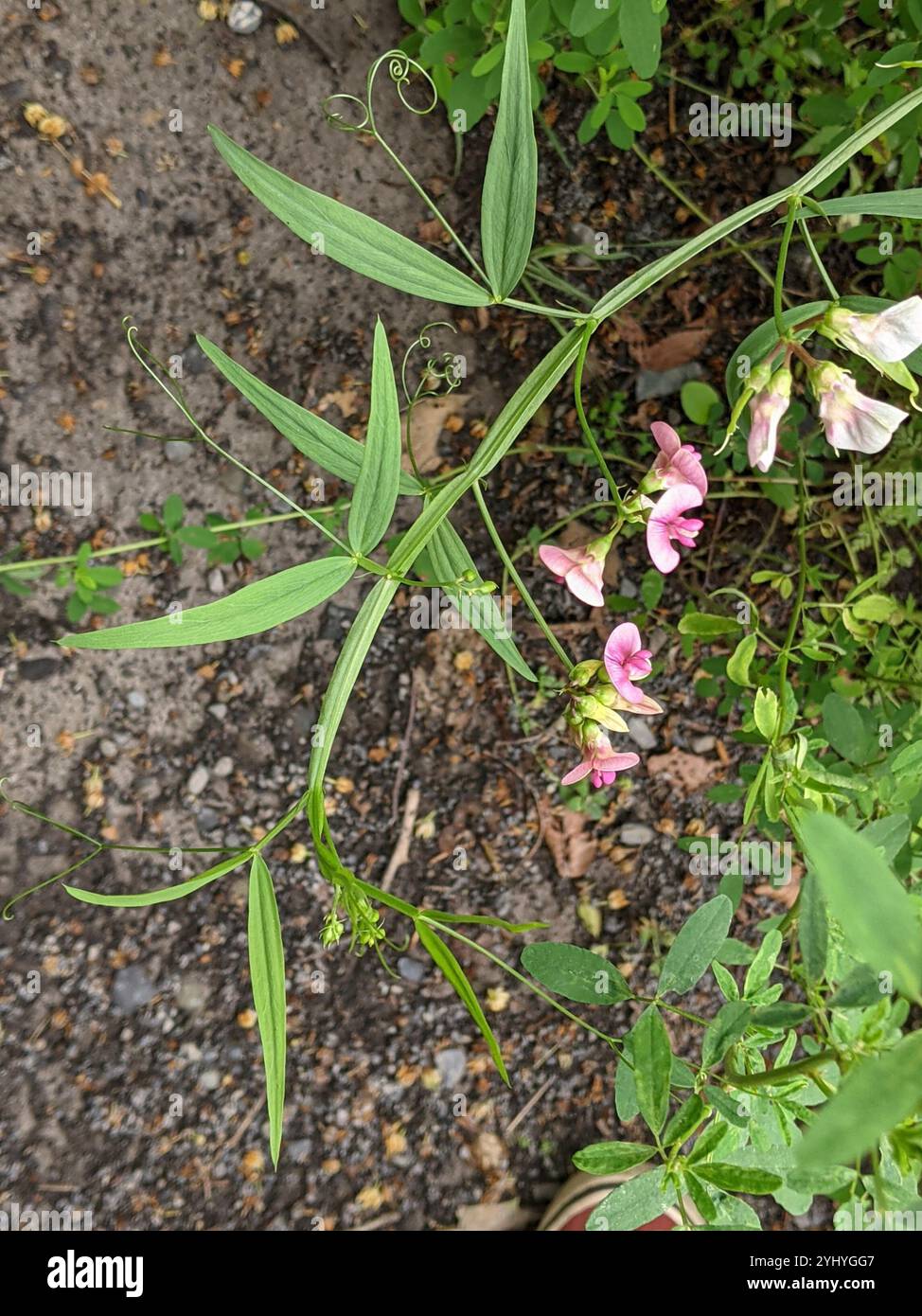 Narrow-leaved Everlasting-pea (Lathyrus sylvestris Stock Photo - Alamy