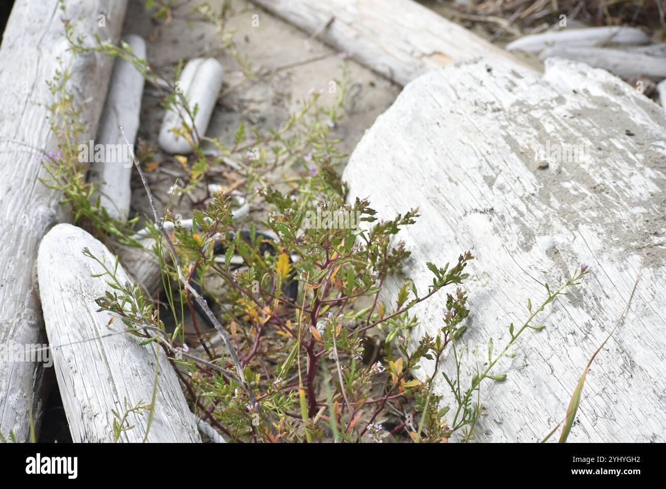 American searocket (Cakile edentula Stock Photo - Alamy