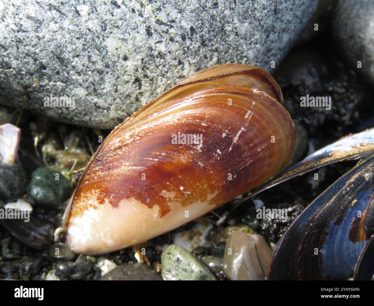 Blue Mussel Complex (Mytilus edulis Stock Photo - Alamy
