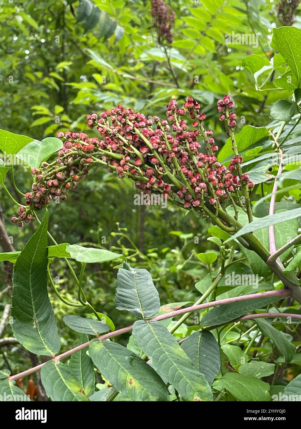 Sumac Gall Aphid (Melaphis rhois Stock Photo - Alamy