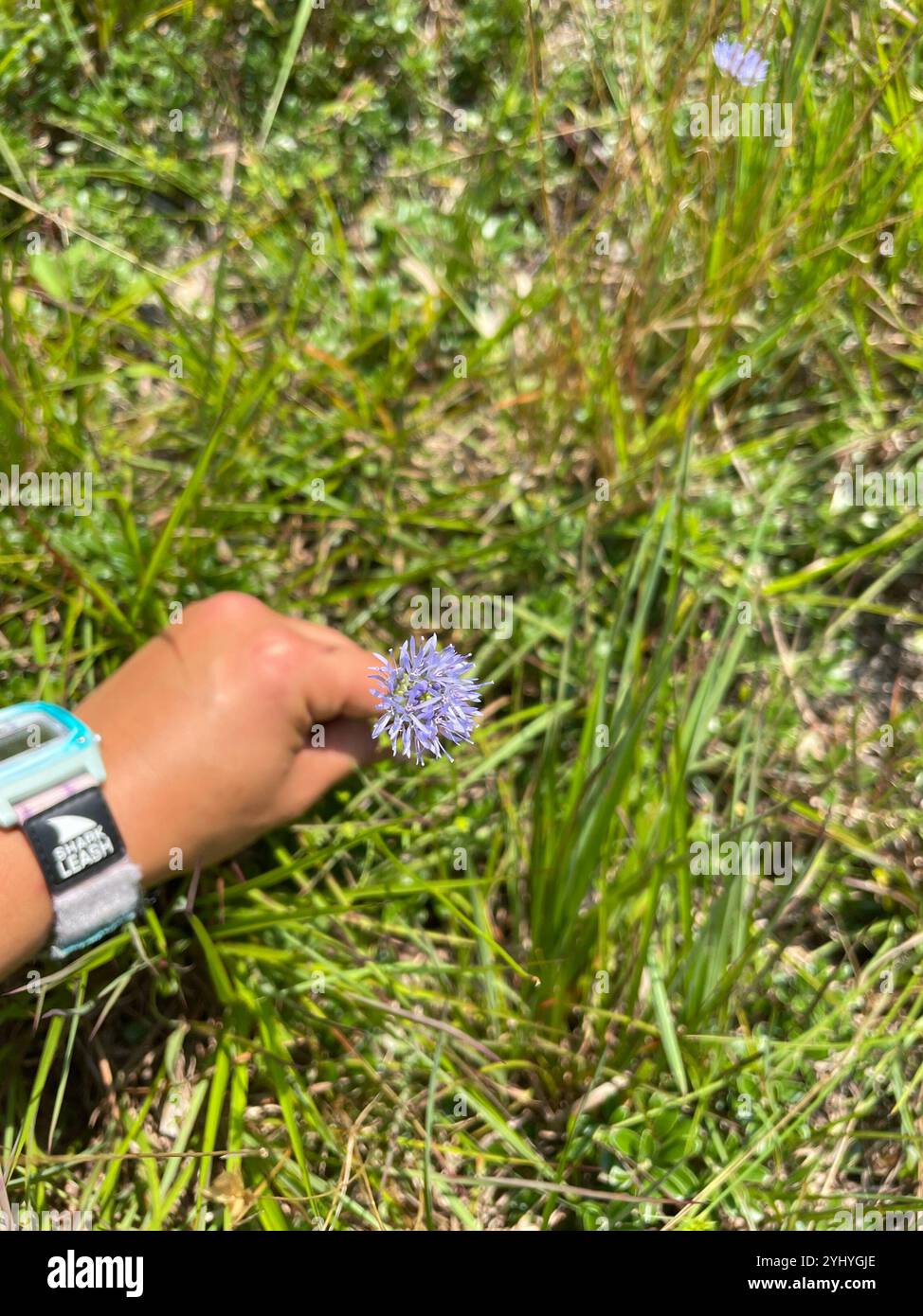 Sheep's-bit (Jasione montana Stock Photo - Alamy