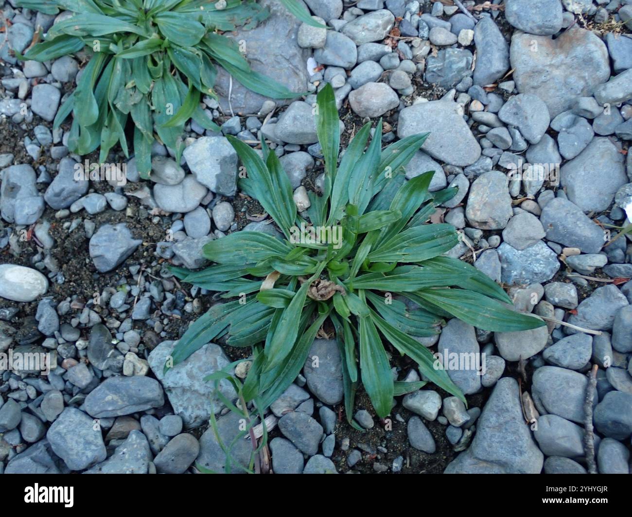 ribwort plantain (Plantago lanceolata Stock Photo - Alamy