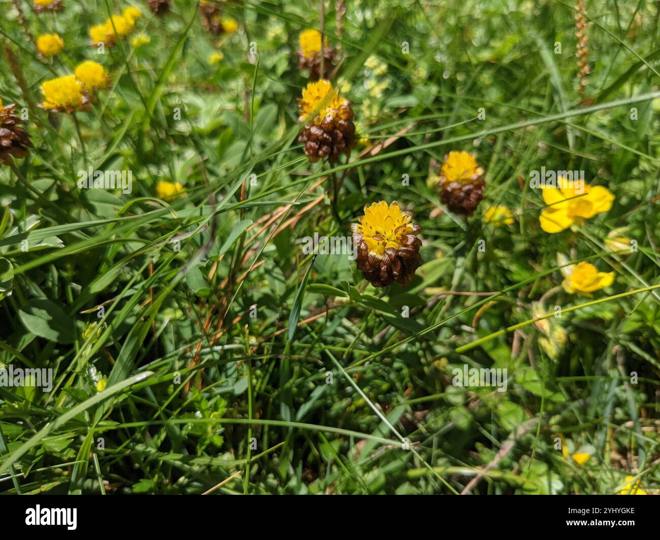 Brown Clover (Trifolium badium Stock Photo - Alamy