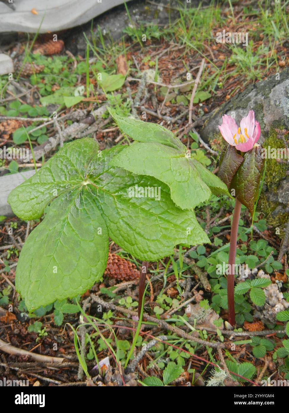 Himalayan Mayapple (Podophyllum hexandrum Stock Photo - Alamy
