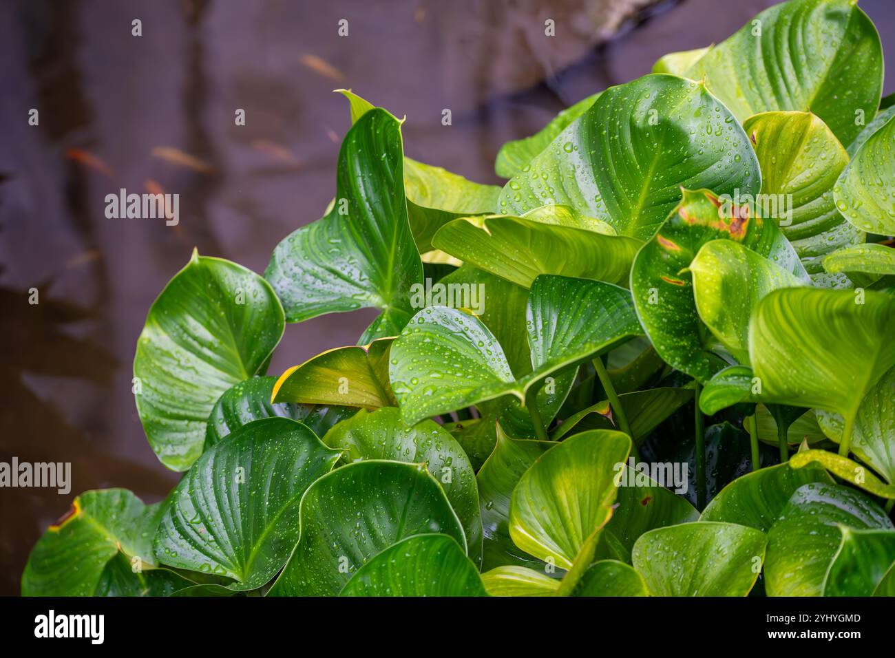 The heart-shaped leaves with their striking veins and glossy texture ...
