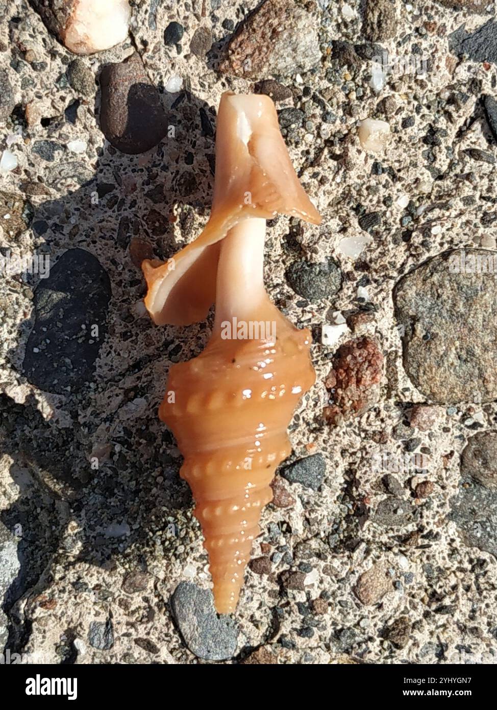 Turricula hi-res stock photography and images - Alamy