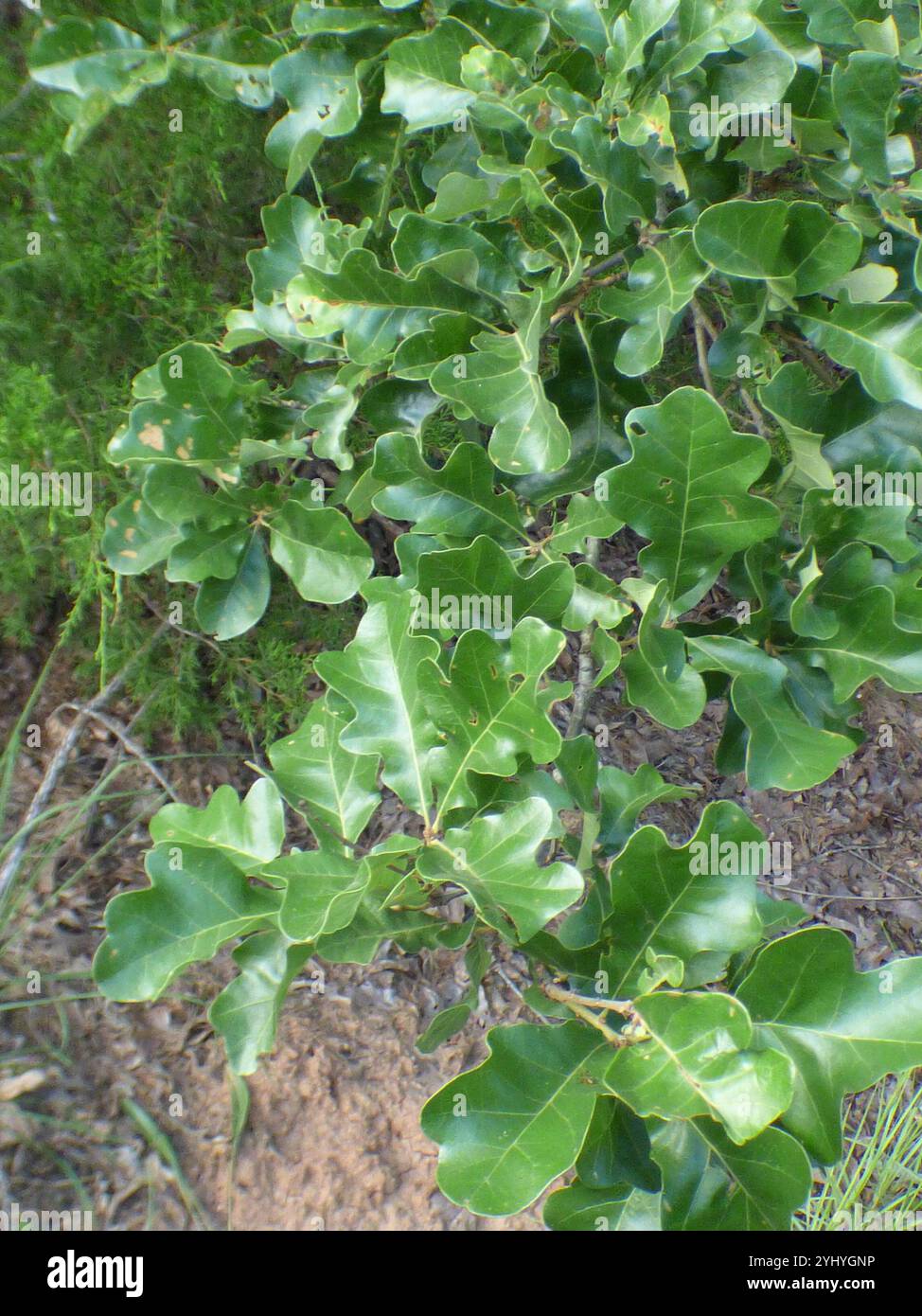 sand post oak (Quercus margaretiae Stock Photo - Alamy