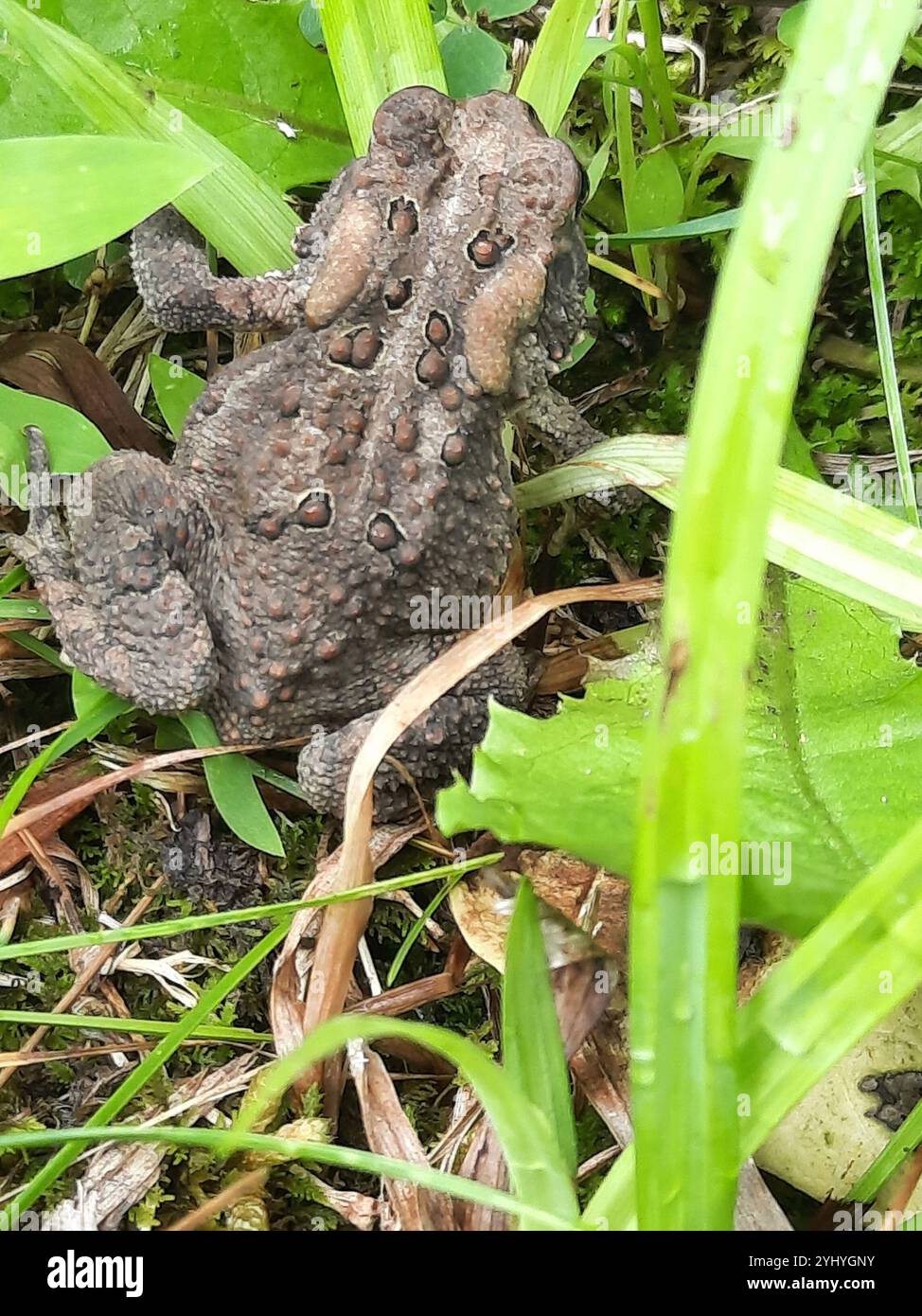 American Toad (Anaxyrus americanus Stock Photo - Alamy