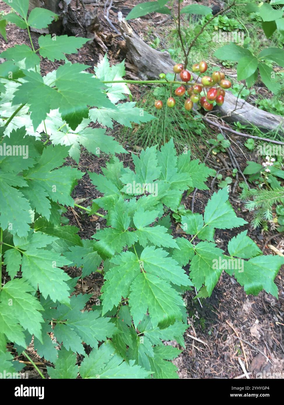 red baneberry (Actaea rubra Stock Photo - Alamy