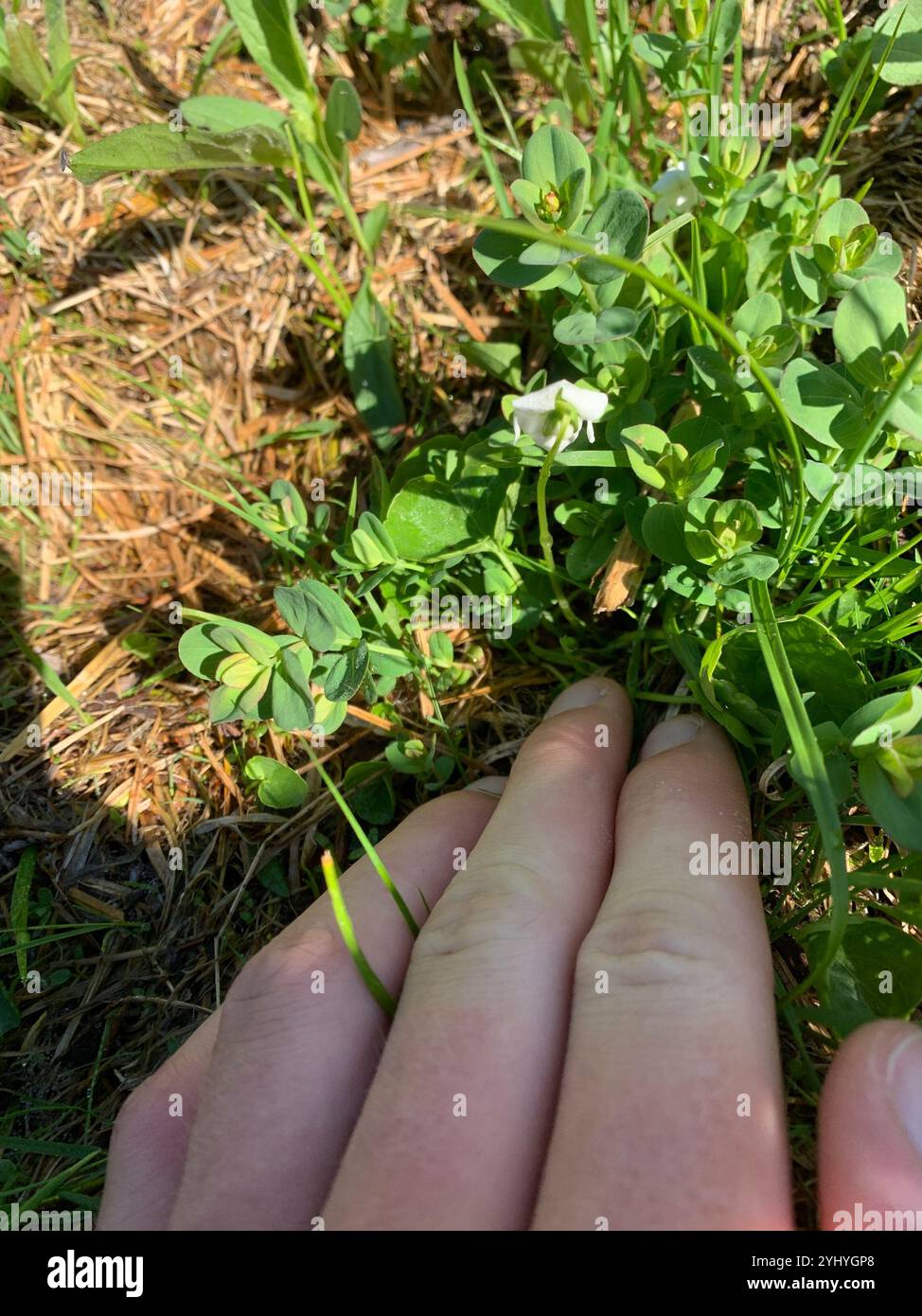 northern white violet (Viola minuscula Stock Photo - Alamy