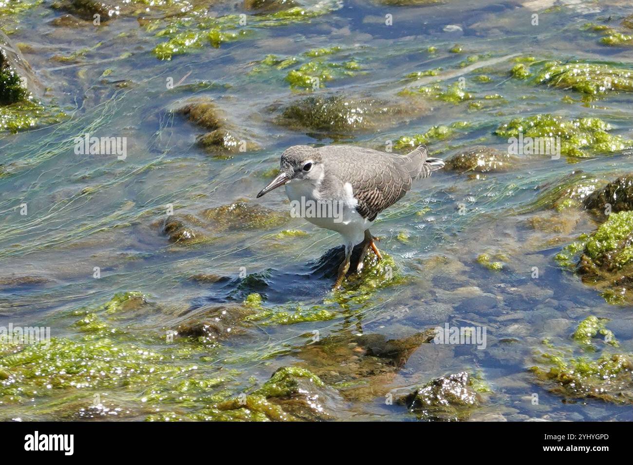 Spotted Sandpiper (Actitis macularius Stock Photo - Alamy