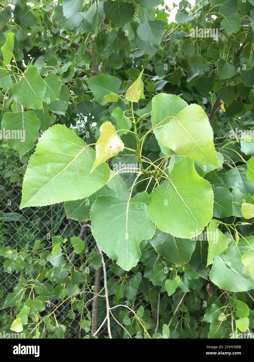 Eastern Cottonwood (Populus deltoides Stock Photo - Alamy