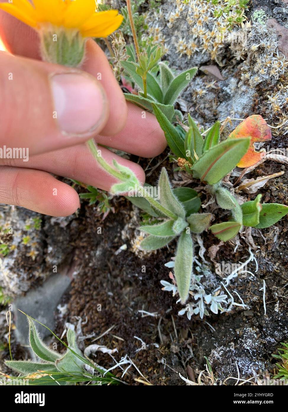 Alpine Arnica (Arnica angustifolia tomentosa Stock Photo - Alamy