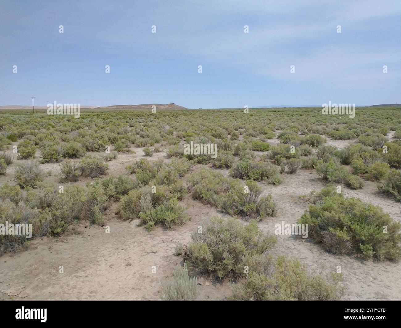 Greasewood (Sarcobatus vermiculatus Stock Photo - Alamy