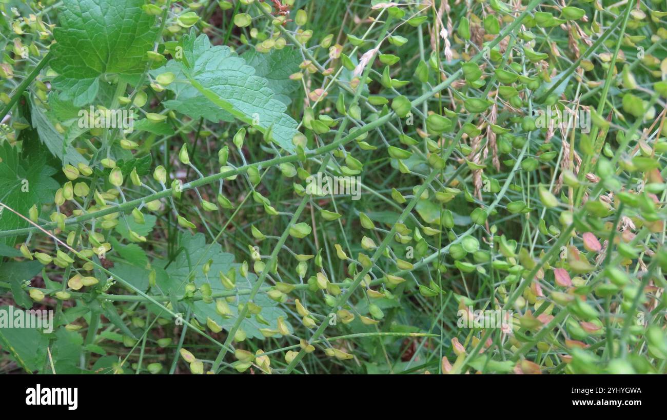 field peppergrass (Lepidium campestre Stock Photo - Alamy