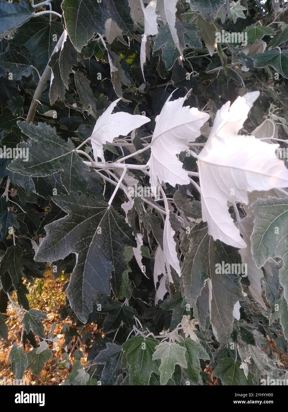 white poplar (Populus alba Stock Photo - Alamy