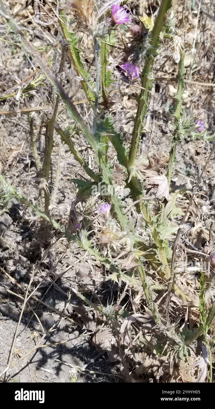 Italian thistle (Carduus pycnocephalus Stock Photo - Alamy